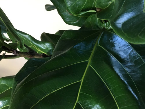 Fiddle Leaf Fig White Patches