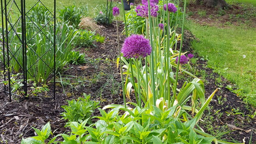 Companion Plants for Alliums in May | Houzz Forum