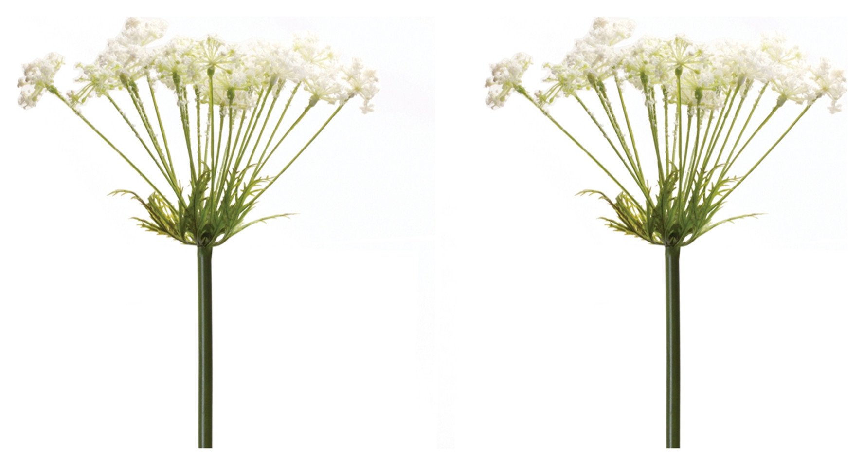 Queen Anne's Lace Stem, Set of 2 - Traditional - Artificial Flower ...