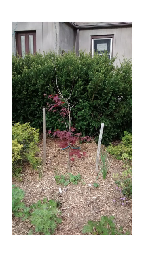 Japanese Maple Trimming Advice?