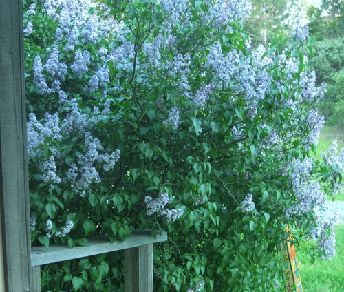 Lilac Season