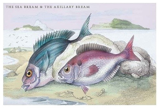 The Sea Bream and the Axillary Bream, 20" x 30" - Prints And Posters ...