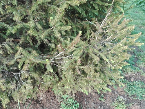 Is this Norway spruce dying?