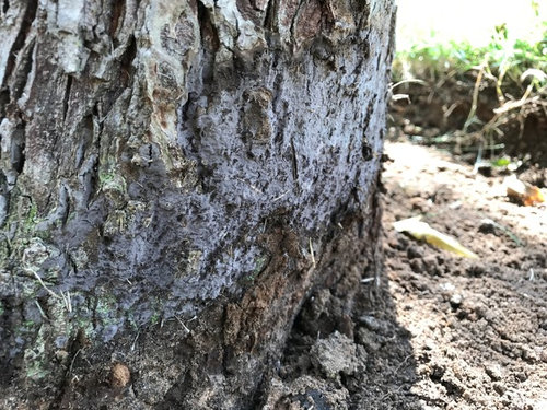 Pecan Tree Trunk Rot