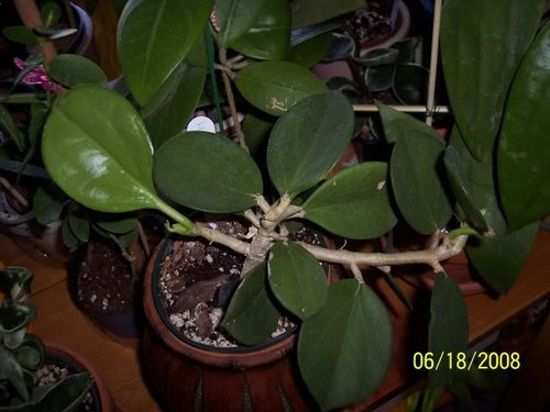 Hoya Pachyclada and Hoya Meliflua ssp. Fraterna