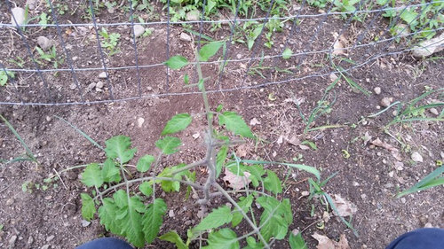 Is this groundhog damage?