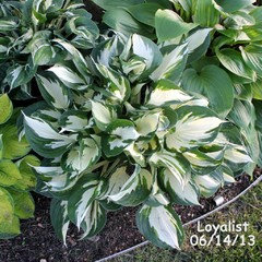 Hosta Loyalist