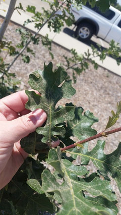 Quercus Urban Pinnacle oak tree