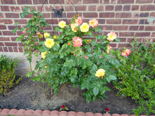 Help With Rose Bush