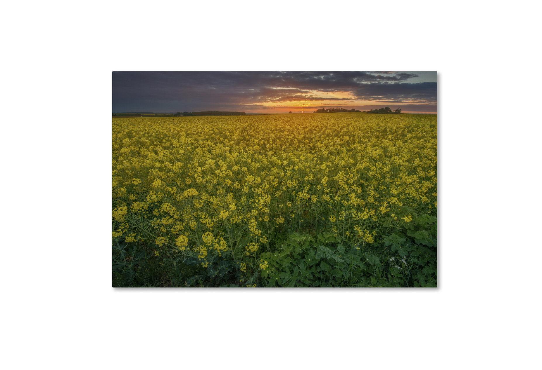 'Yellow Planet' Canvas Art by Mathieu Rivrin, 12" x 19" - Traditional ...