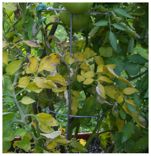 Late Blight in IL