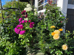 Let's see your Colette!