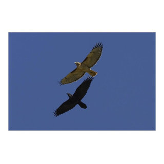 Red-Tailed Hawk And Common Raven Flying, North America-Paper Art, 12 ...