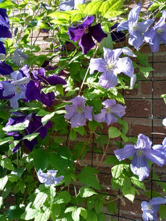 2019 Clem flower show