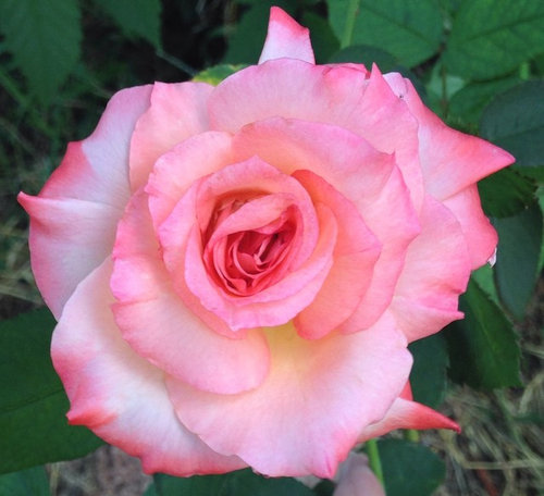 Tell about your Warriner Roses