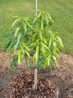 Manila Mango Tree Pruning Advice