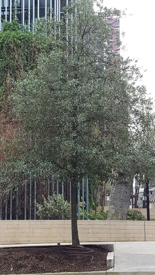 Evergreen Oak variety?