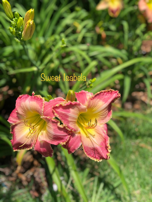 Finally a good bloom opening day