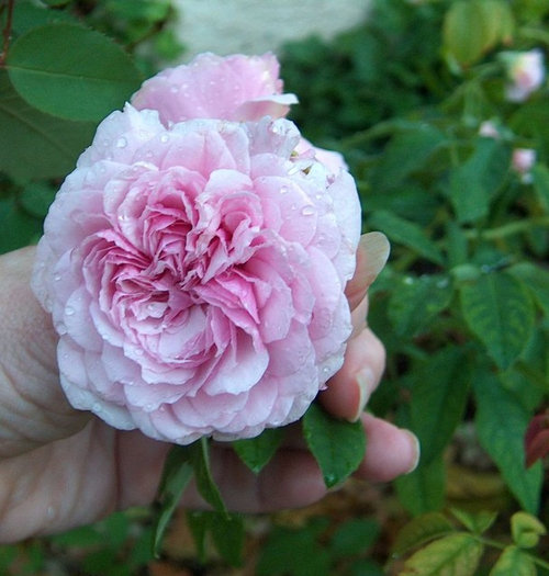 Roses Inside and Outside