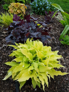 Hosta W 2022 ....................