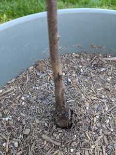 Is my Black Walnut tree dead or dying? | Houzz Forum