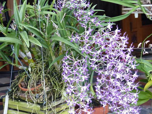 dendrobium blue Twinkle