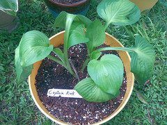 Trekkie Hostas - Hosta 'Dark Star'