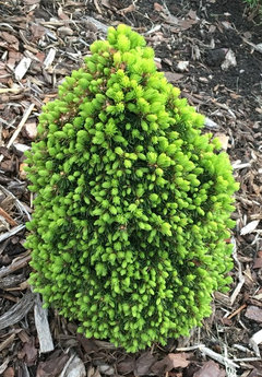 Pusch Dwarf Norway Spruce - Cutest conifer ever!