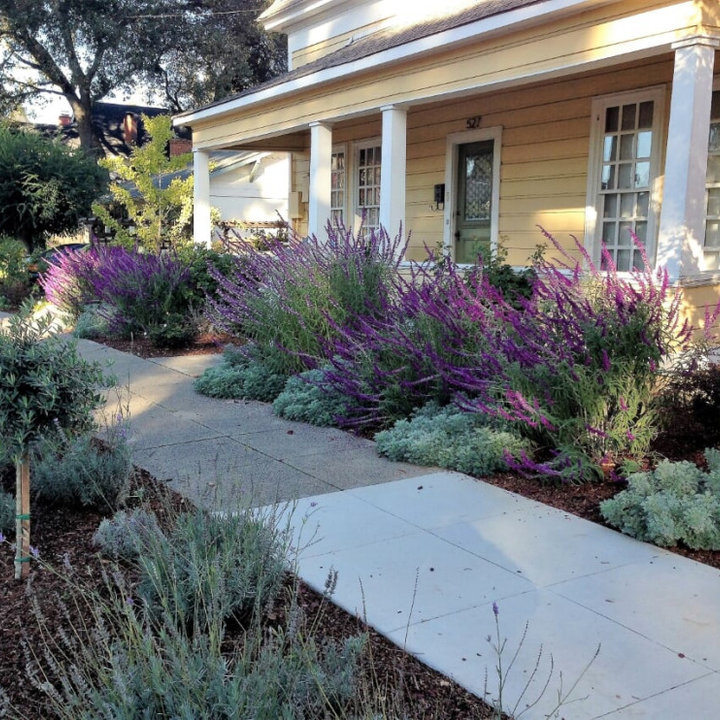 75 Beautiful Xeriscape Ideas & Designs - May 2025 | Houzz AU