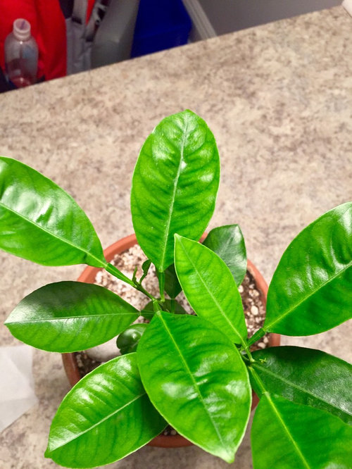 Orange Tree nutrient deficiency?