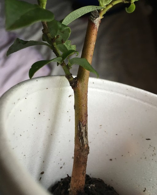 Blueberry bark lesion