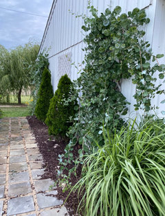 Kintzleys Ghost Honeysuckle