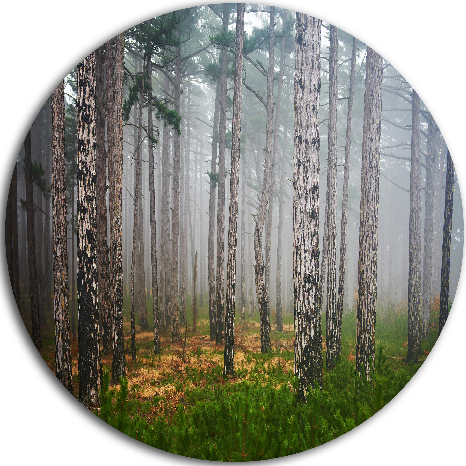 Dense Misty Forest, Landscape Photography Large Disc Metal Artwork ...