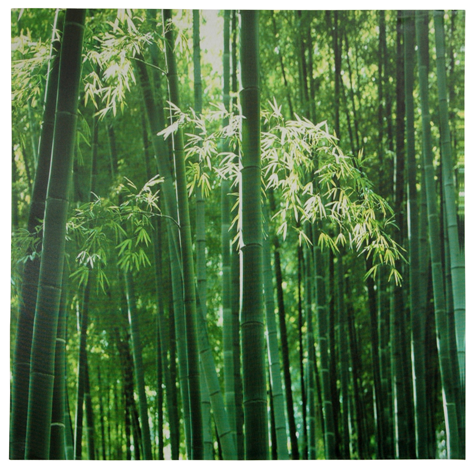 Bamboo Canvas Wall Art - Asian - Prints And Posters - by ShopLadder | Houzz