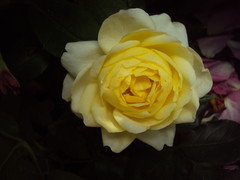 2019 USA New Rose Introductions | Houzz Forum