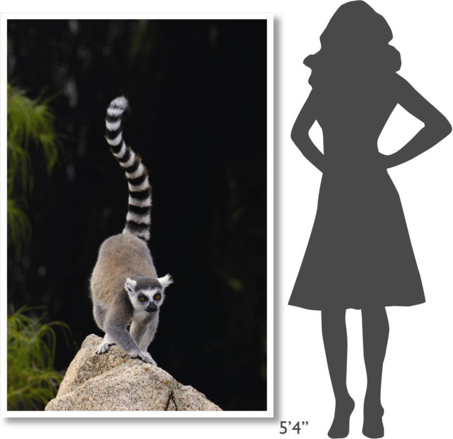 "Ring-tailed Lemur in the Andringitra Mountains, Madagascar" Paper Art ...