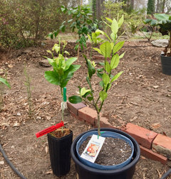 New Zealand Lemonade Tree