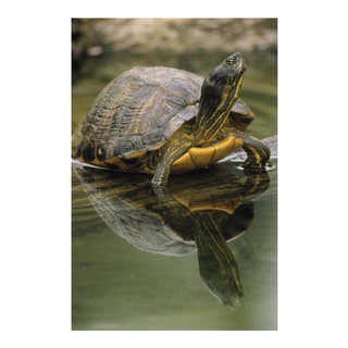 "Yellow-Bellied Slider Turtle, Portrait, in Water, North America" Wall ...