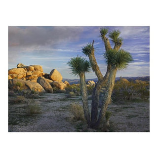 "Joshua Tree and boulders, Joshua Tree National Park" Paper Art, 18"x14 ...
