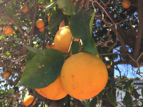 New home, old orange tree