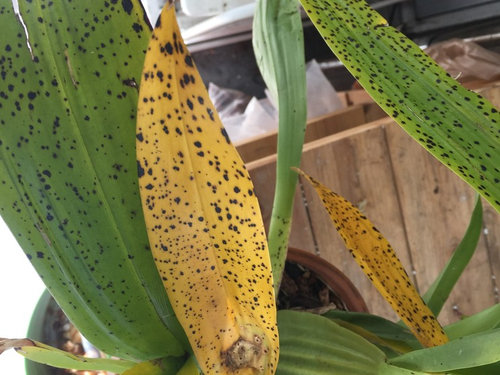 Oncidium leaves yellowing | Houzz Forum