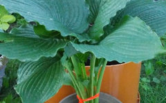 Trip to Fox Hosta Farm
