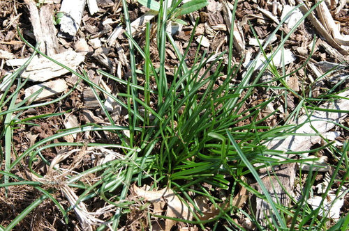 Try to ID a Wild Bulb (Weed)