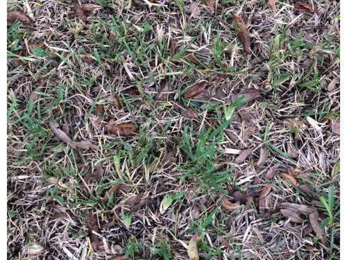 Sparse Green in New St. Augustine Lawn