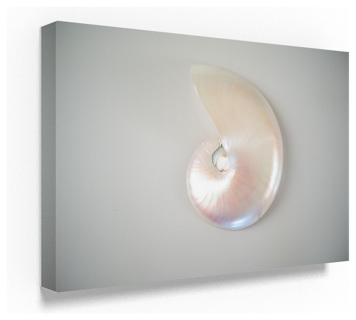 "White Spiral Shell" by Lightboxjournal, Canvas Art, 22"x32" - Beach ...