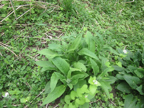 Help ID - basal rosette plants