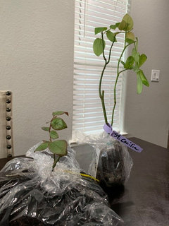 What about Long Ago Roses?