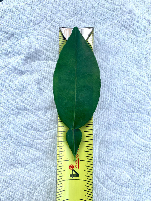 Citrus tree ID by leaf?