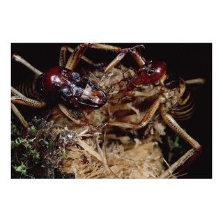 Tree Weta Male With Larger Head And Female, New Zealand-Paper Art, 40 ...