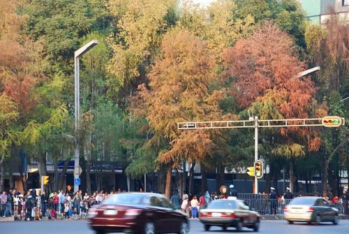 Mexico City Fall Color | Houzz Forum